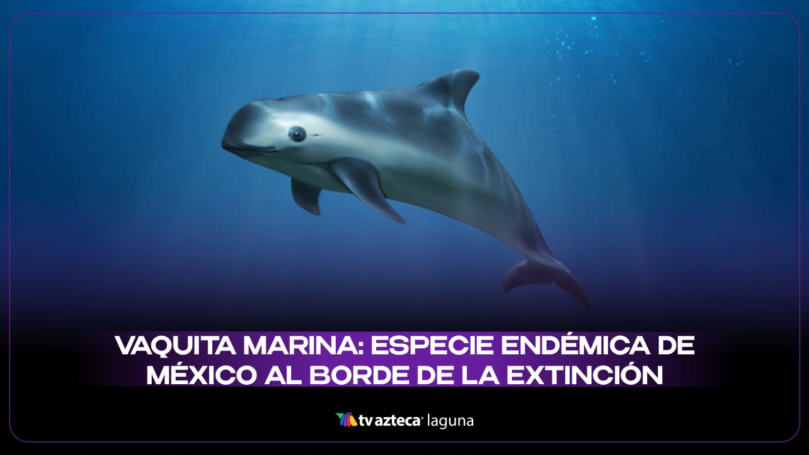 Vaquita marina: cuántos ejemplares quedan y causas de su extinción