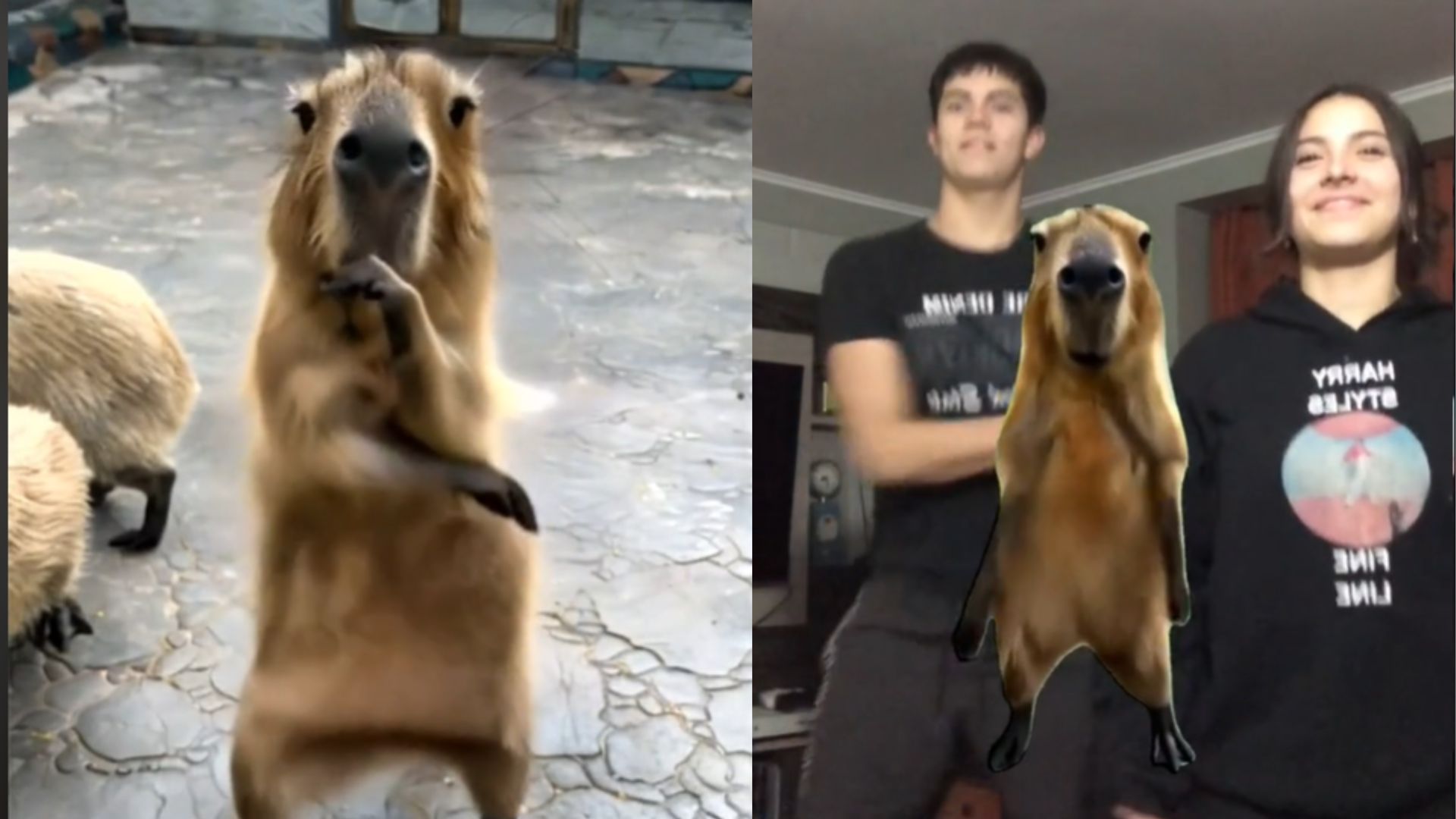 Capibara bailando: ¿de qué trata este trend de TikTok?