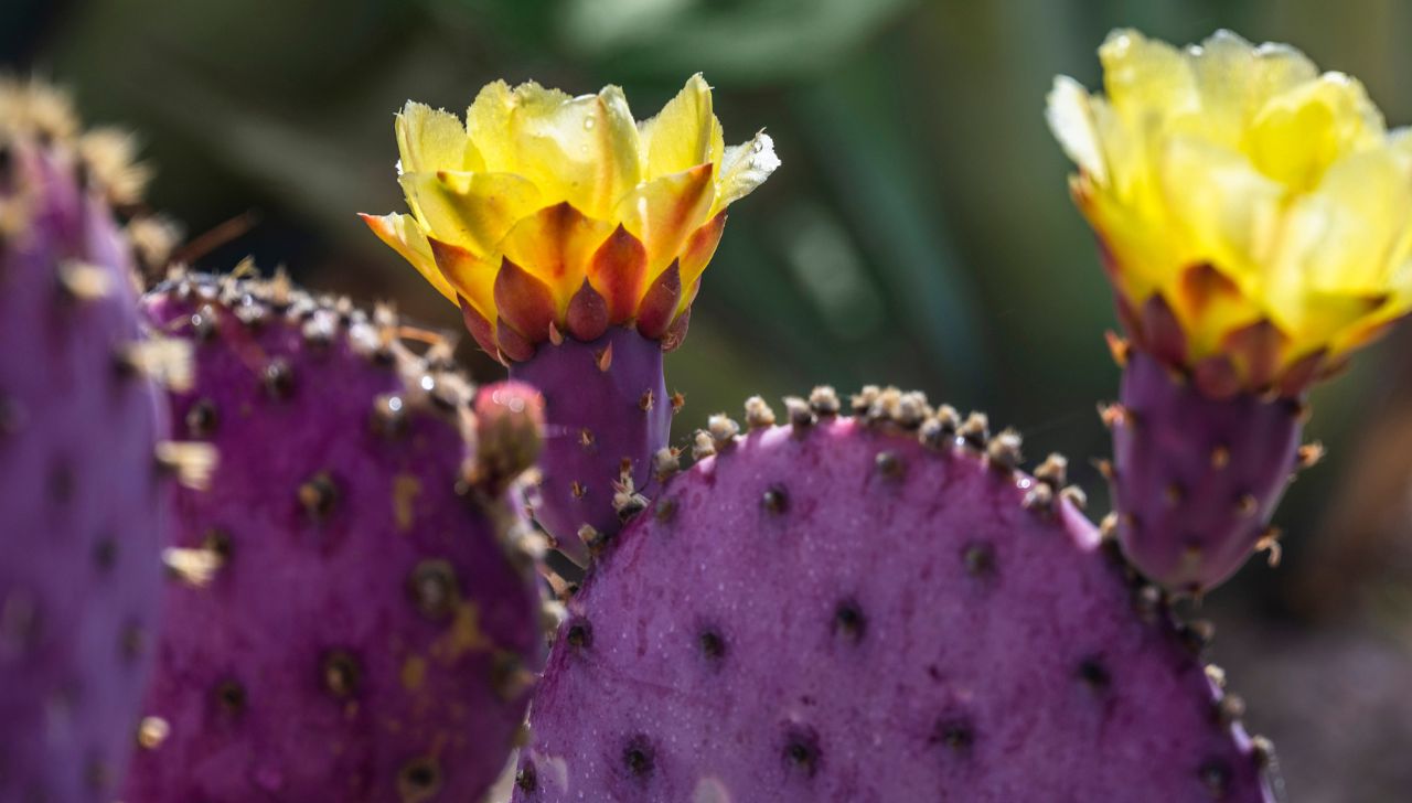 Nopal morado: La singular planta que crece en la Zona del Silencio de ...