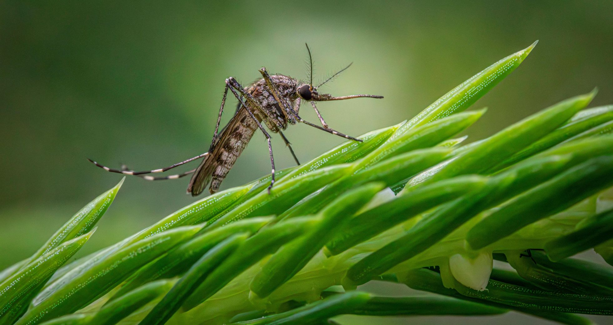 ¿Cómo mantener tu jardín libre de mosquitos y plagas sin dañar el medio ...