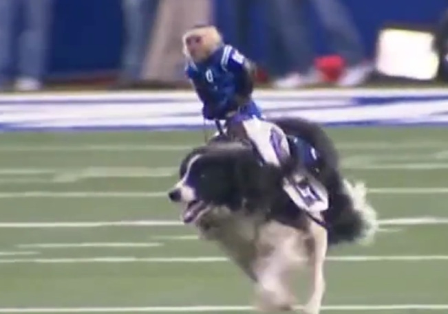 Changos ‘vaqueros’ montan perros en partido de la NFL (VIDEO)