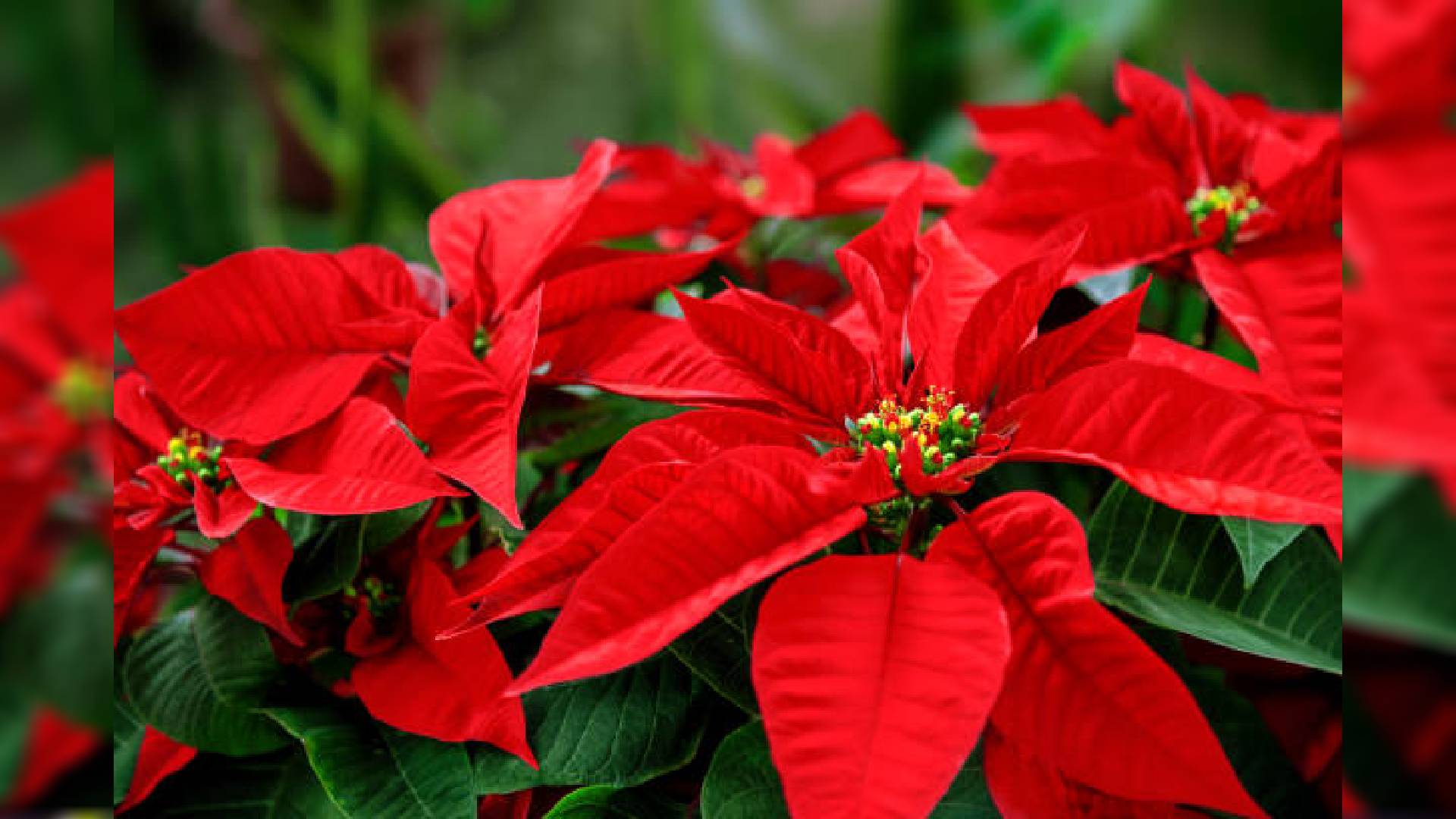 ¿Cuál es el origen de la Flor de Nochebuena? Conoce la leyenda mexicana ...