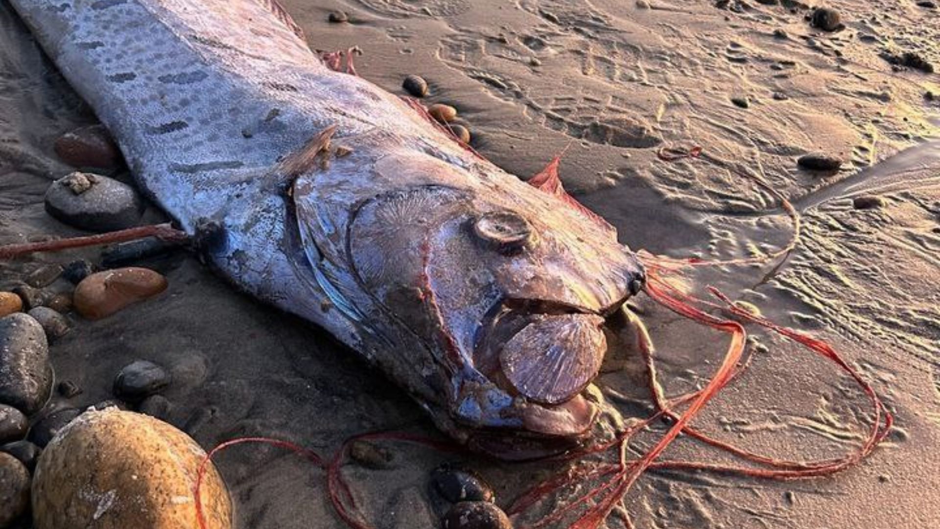 Pez remo en las costas de San Diego, noviembre 2024: esto podría pasar