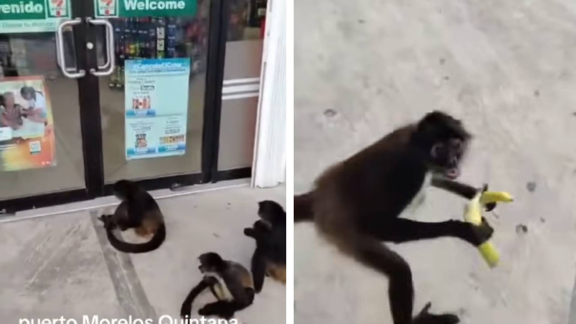 VIDEO: Monos araña "visitan" una tienda en Puerto Morelos y se viralizan