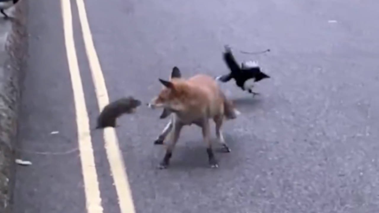 Un zorro y una rata se pelean en plena calle de Londres