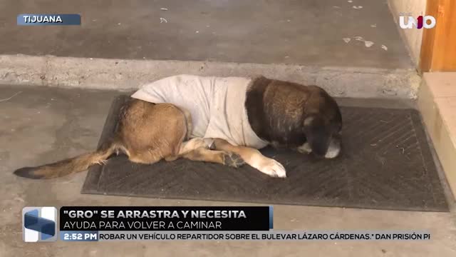 VIDEO | GRO una perrita que requiere ayuda para volver a caminar
