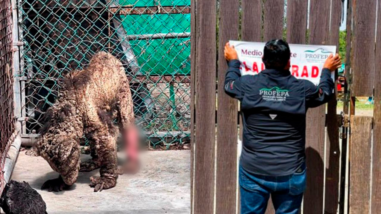 Profepa clausura Zoológico La Pastora en Nuevo León tras el caso de Mina la osa; se le detectó ...