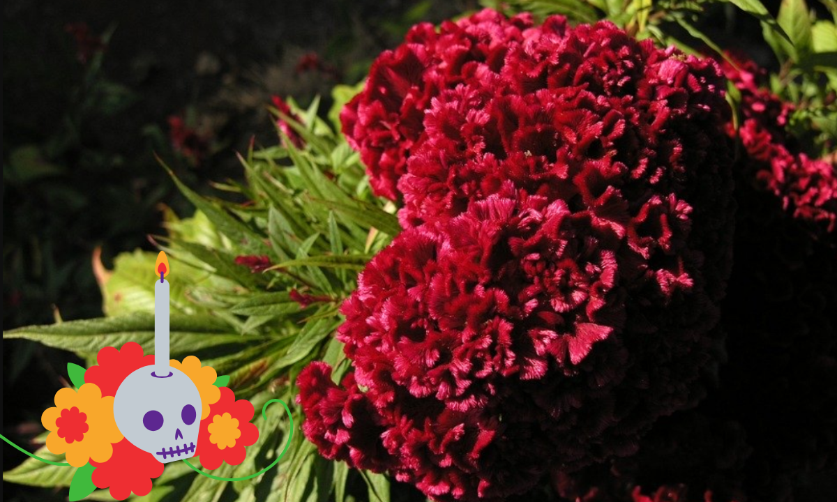 Esta es la historia de la flor morada que se usa en Día de Muertos
