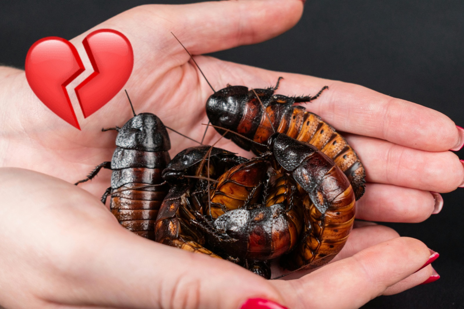 ¿Qué es el evento "Quit Bugging Me" en El Paso y cuándo será?