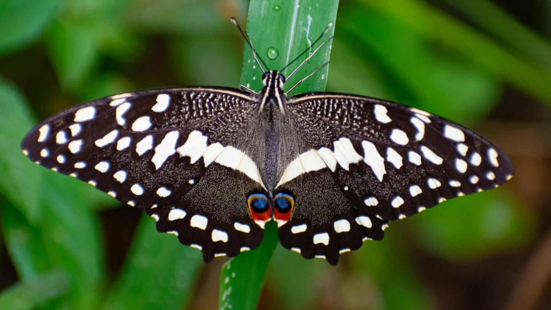¿Qué representa que una mariposa negra entre a tu hogar?