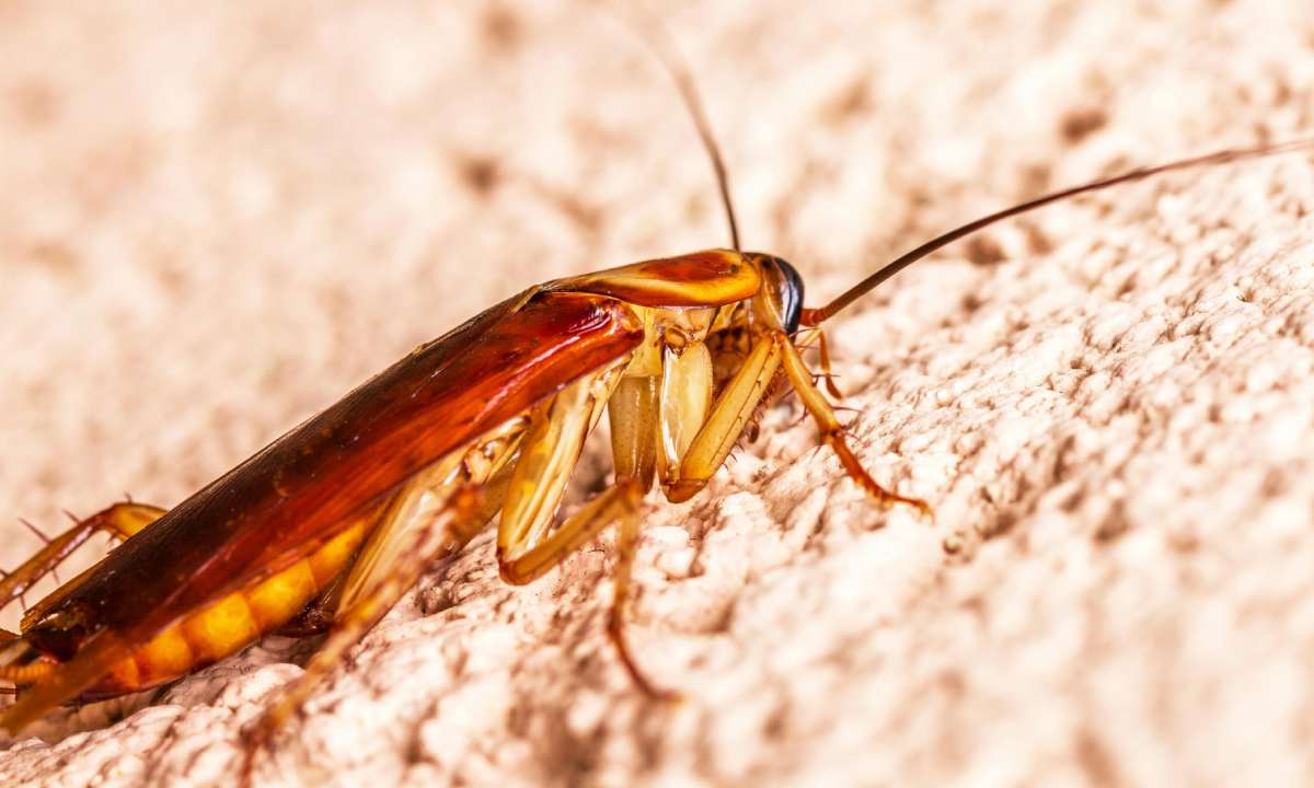 Súper cucaracha llega a México: ¿qué es y cómo eliminarla?