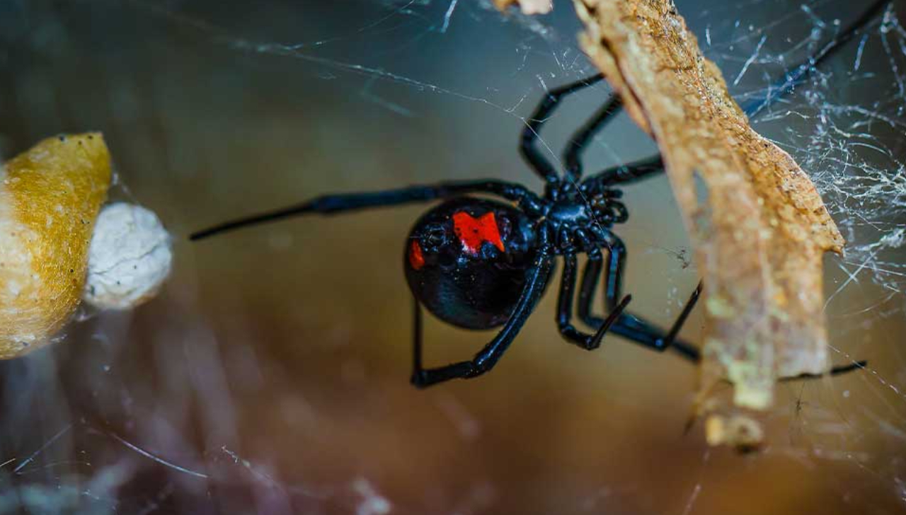 ¿Dónde se encuentra la araña viuda negra en México?