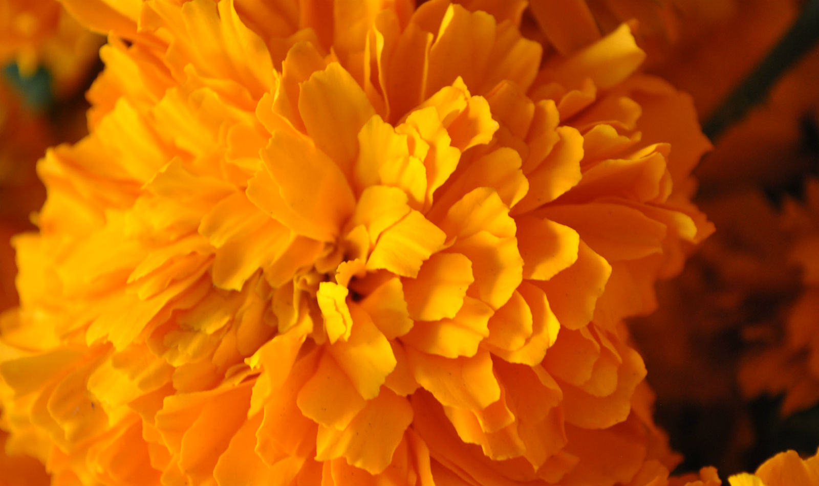 ¿Cuál es el origen de la flor de cempasúchil y su leyenda?