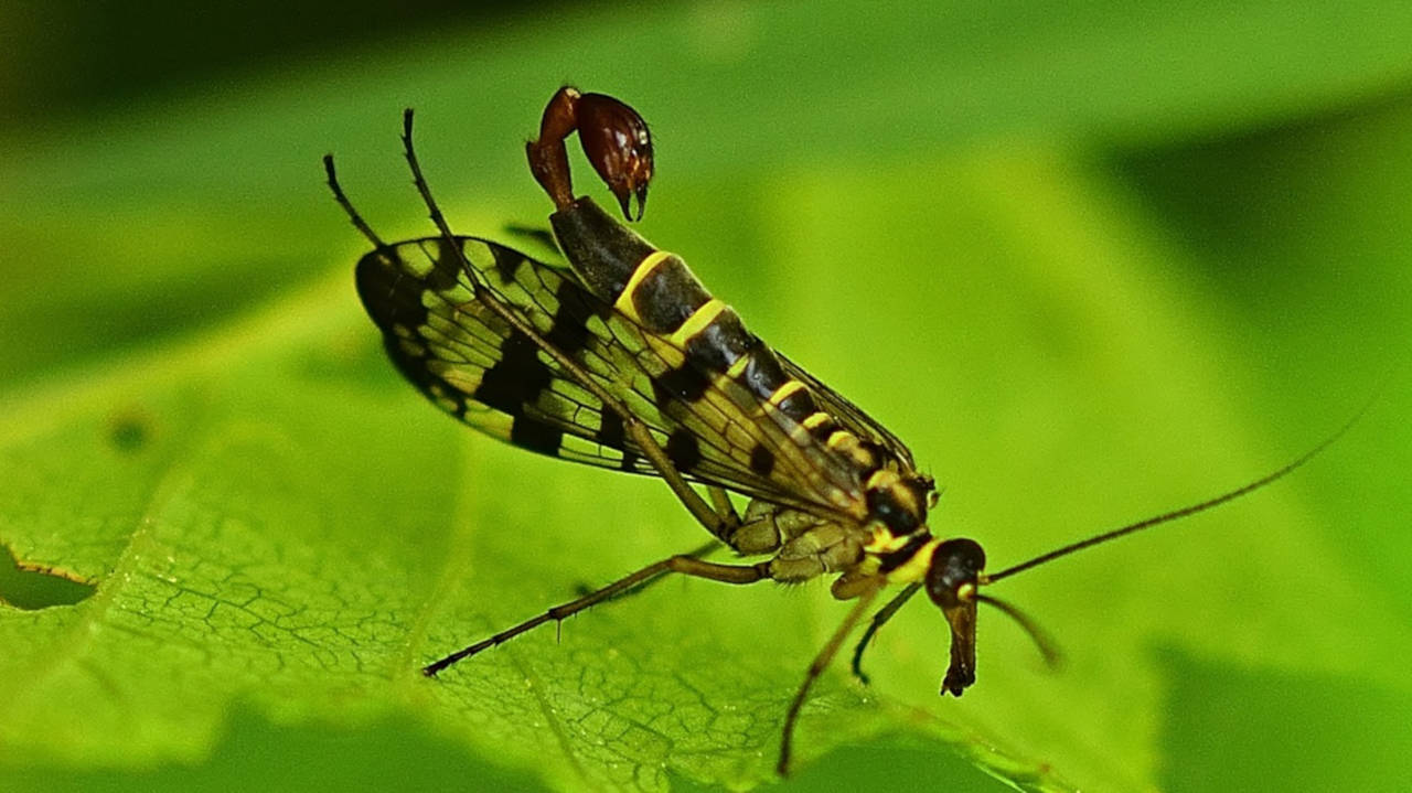 Panorpas o alacranes con alas: ¿son venenosos? Esto es lo que sabemos