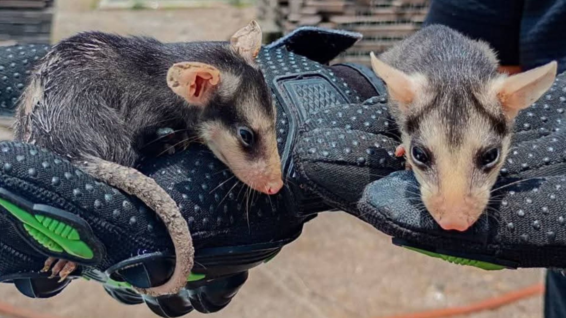 Protegen fauna silvestre: rescatan a crías de tlacuache en Querétaro