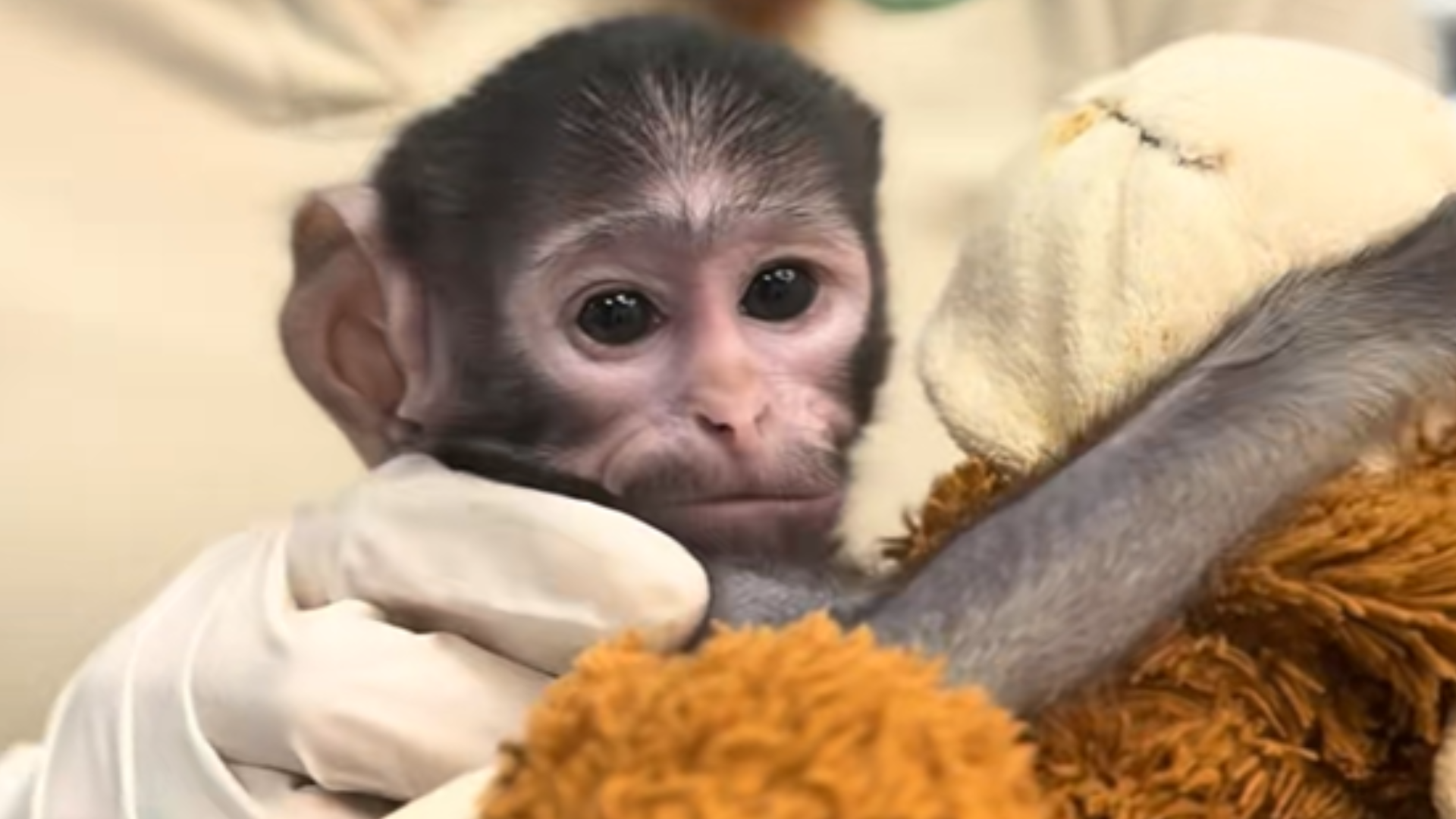 Yuji, mono bebé en zoológico de Guadalajara: la historia del “Punch ...