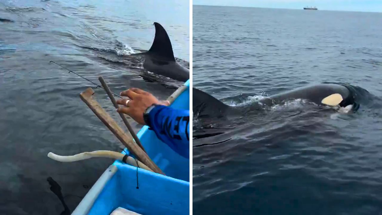 ¿Qué se sabe del video del avistamiento de orcas en costas de ...