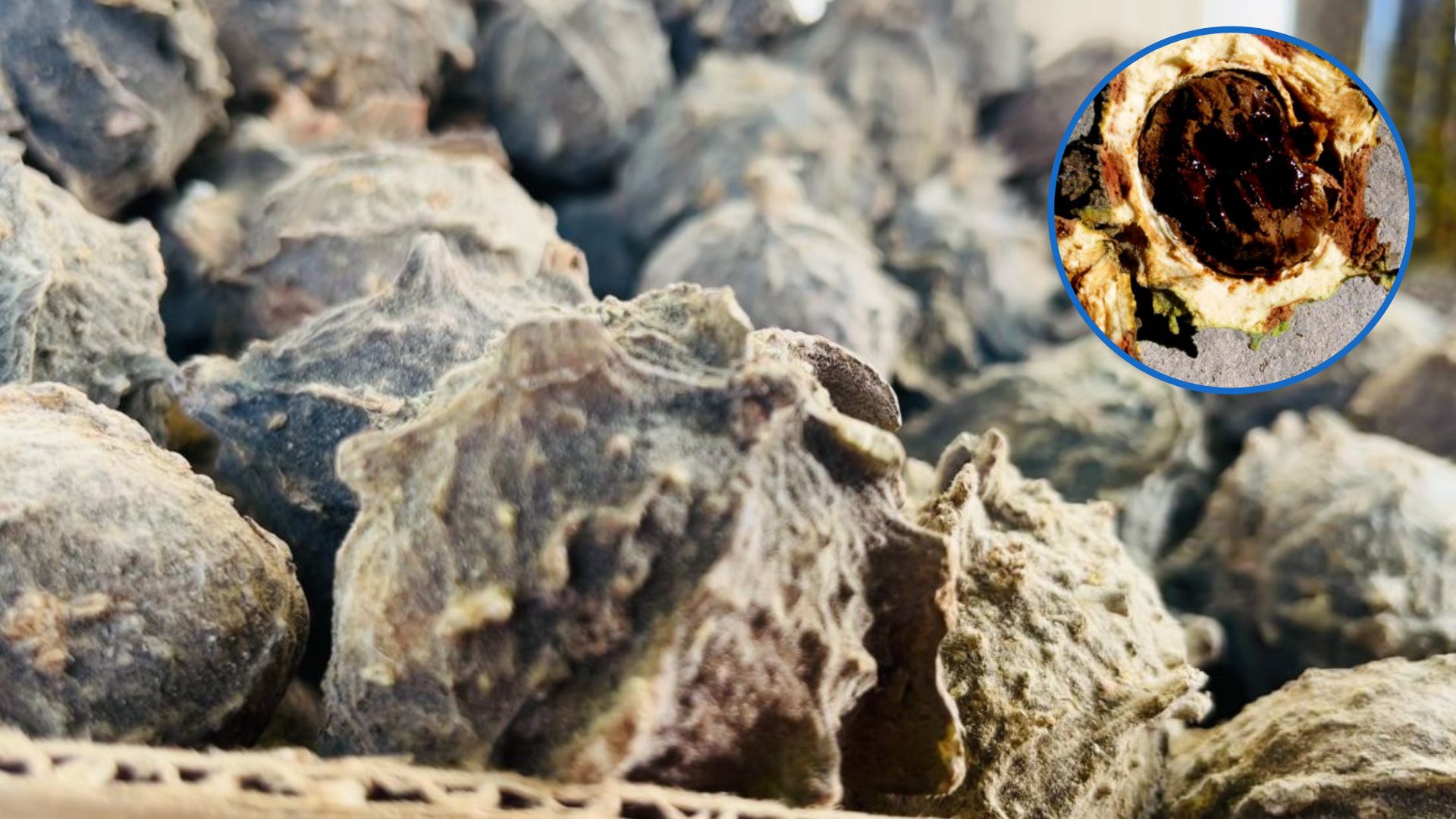 Papachi en Sinaloa: fruto endémico con estos beneficios