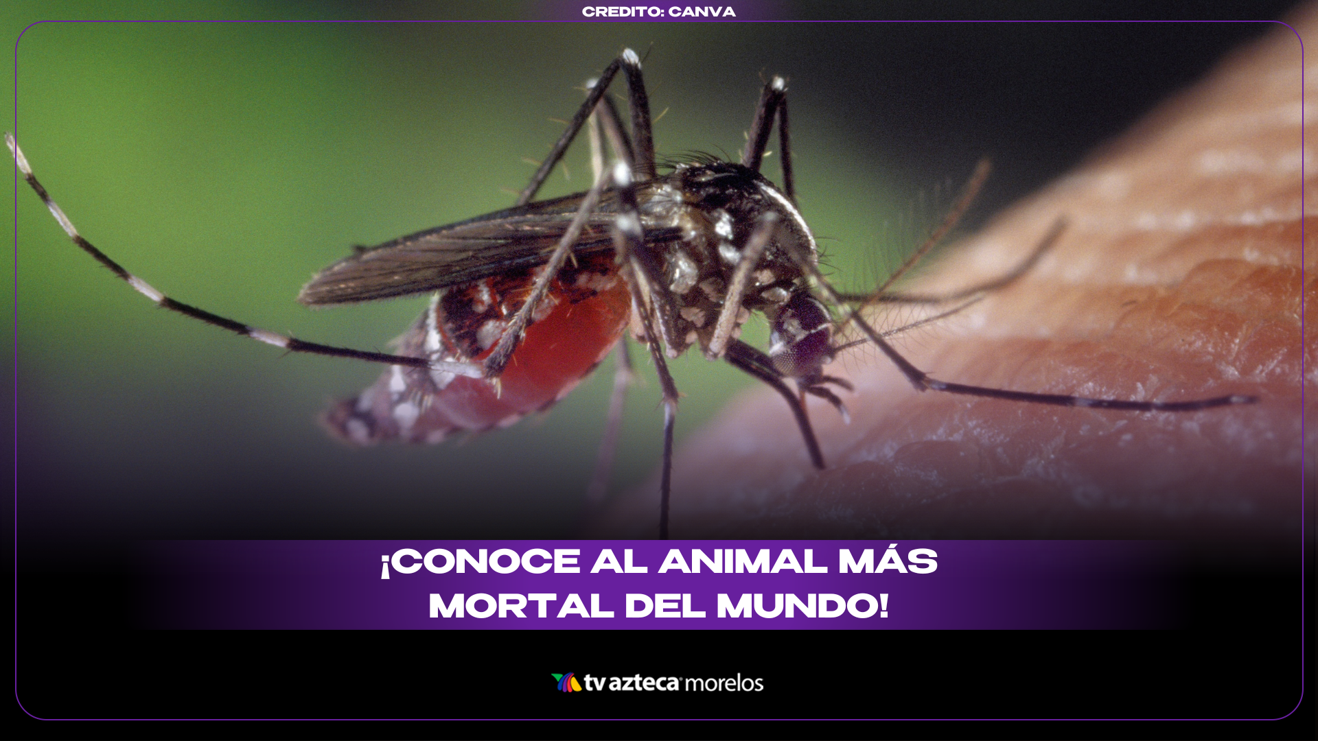 Descubren el origen milenario de los mosquitos