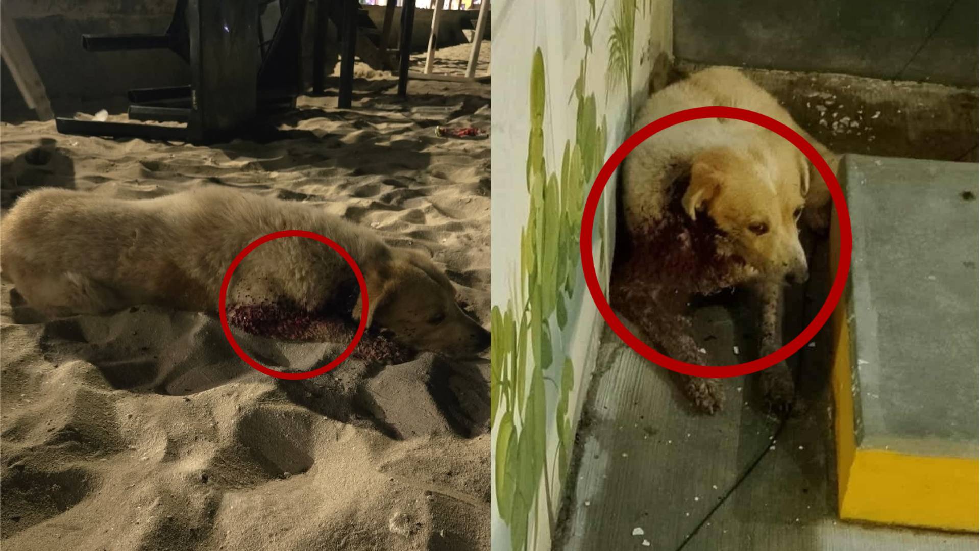 Casos de maltrato animal en Yucatán: Reportan perrito atacado con arma ...