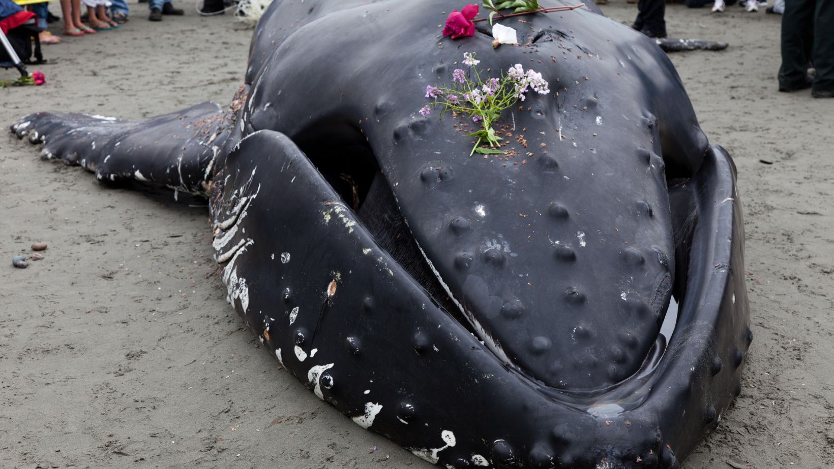 Estamos entrando a la "sexta extinción masiva" en La Tierra según la ...