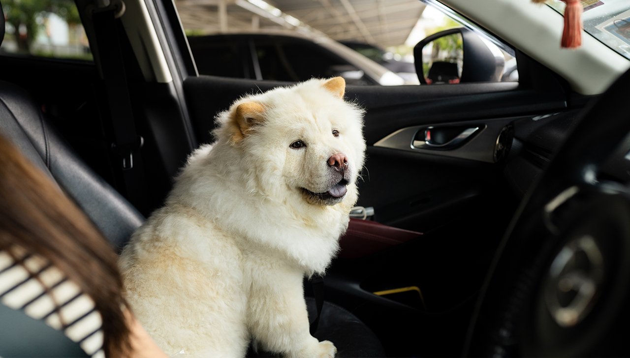 ¿Cómo llevar a tu perro en el coche de forma segura?