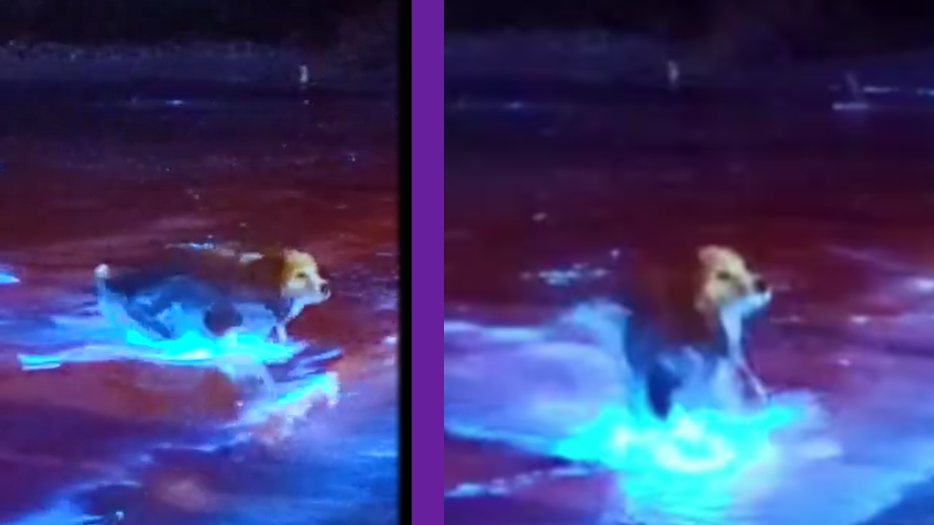 Viral en redes: ¡Un 'lomito brillante'! Perrito emerge del mar cubierto ...