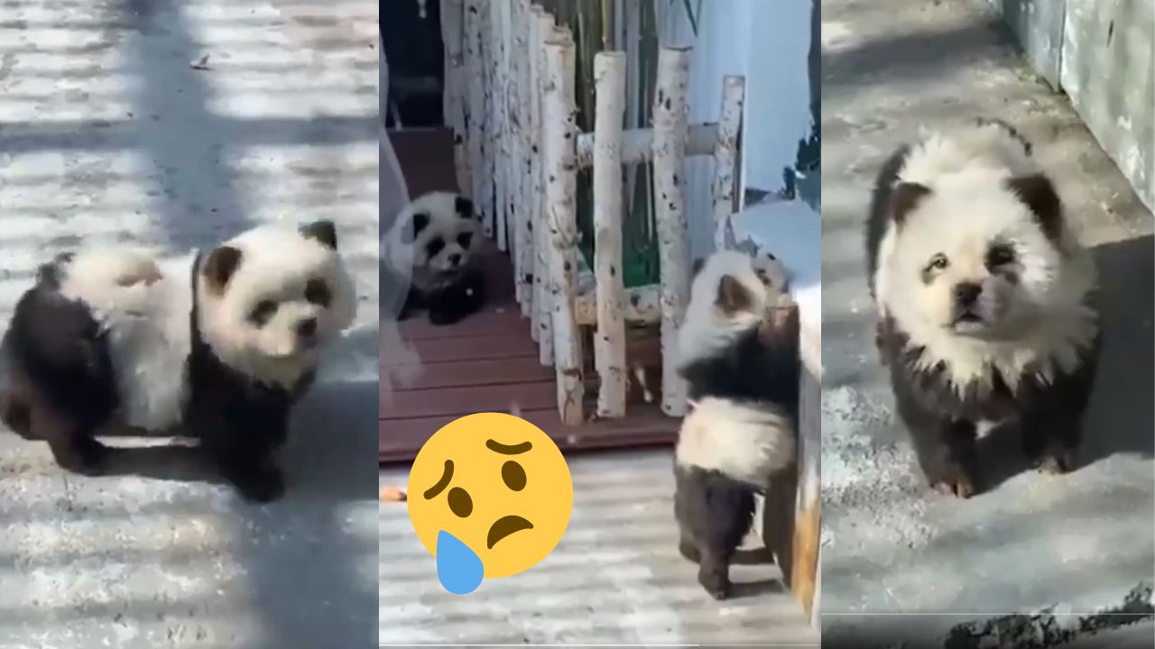 VIDEO: La terrible historia detrás de los virales perros panda en China
