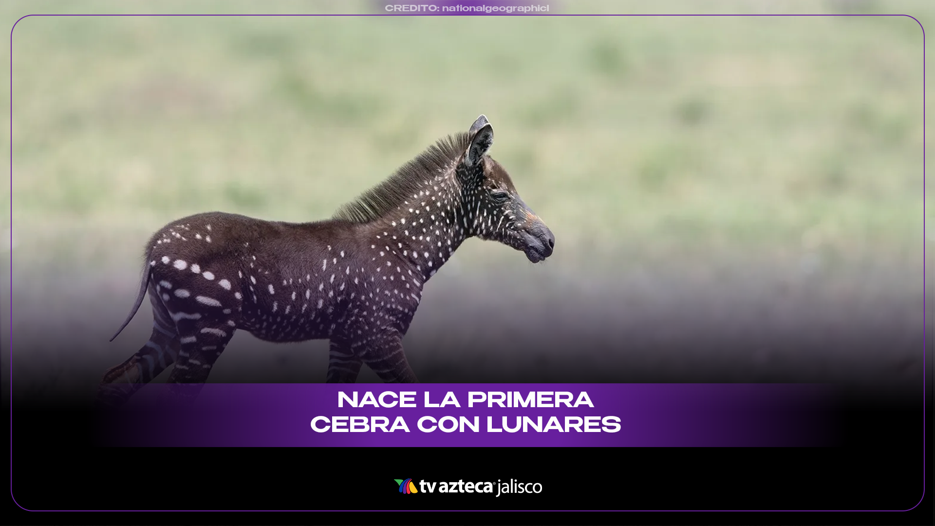 Tira, la cebra que cambió el patrón para siempre y ahora tiene lunares ...