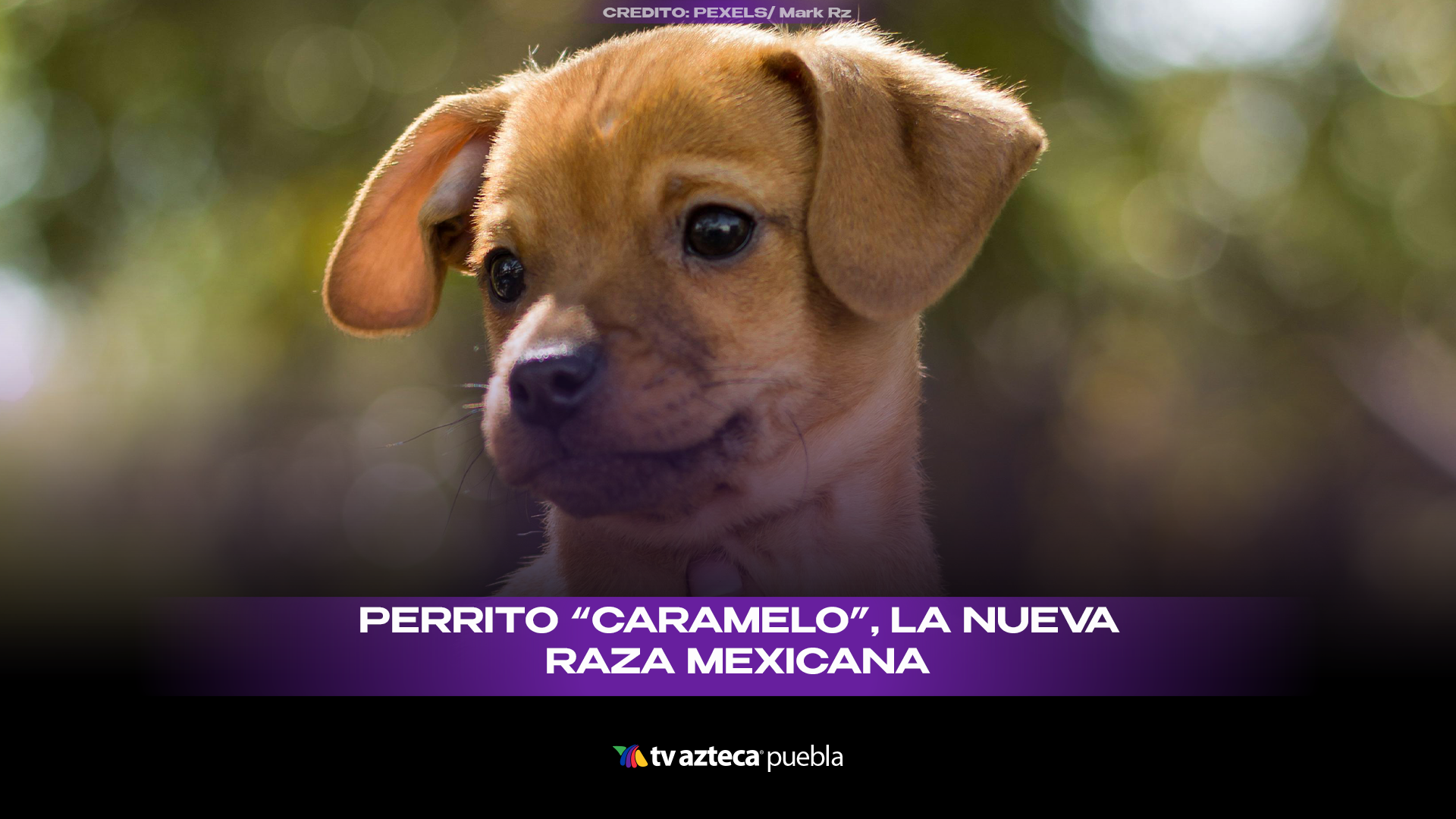 perro Caramelo raza nacional México características