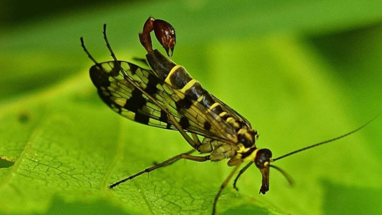 ¿Cómo identificar a un alacrán con alas? Su temporada comienza en mayo