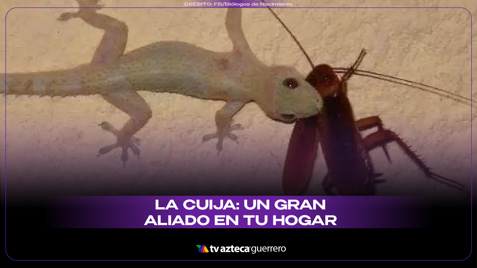 La Cuija: La lagartija que protege tu hogar y no es venenosa
