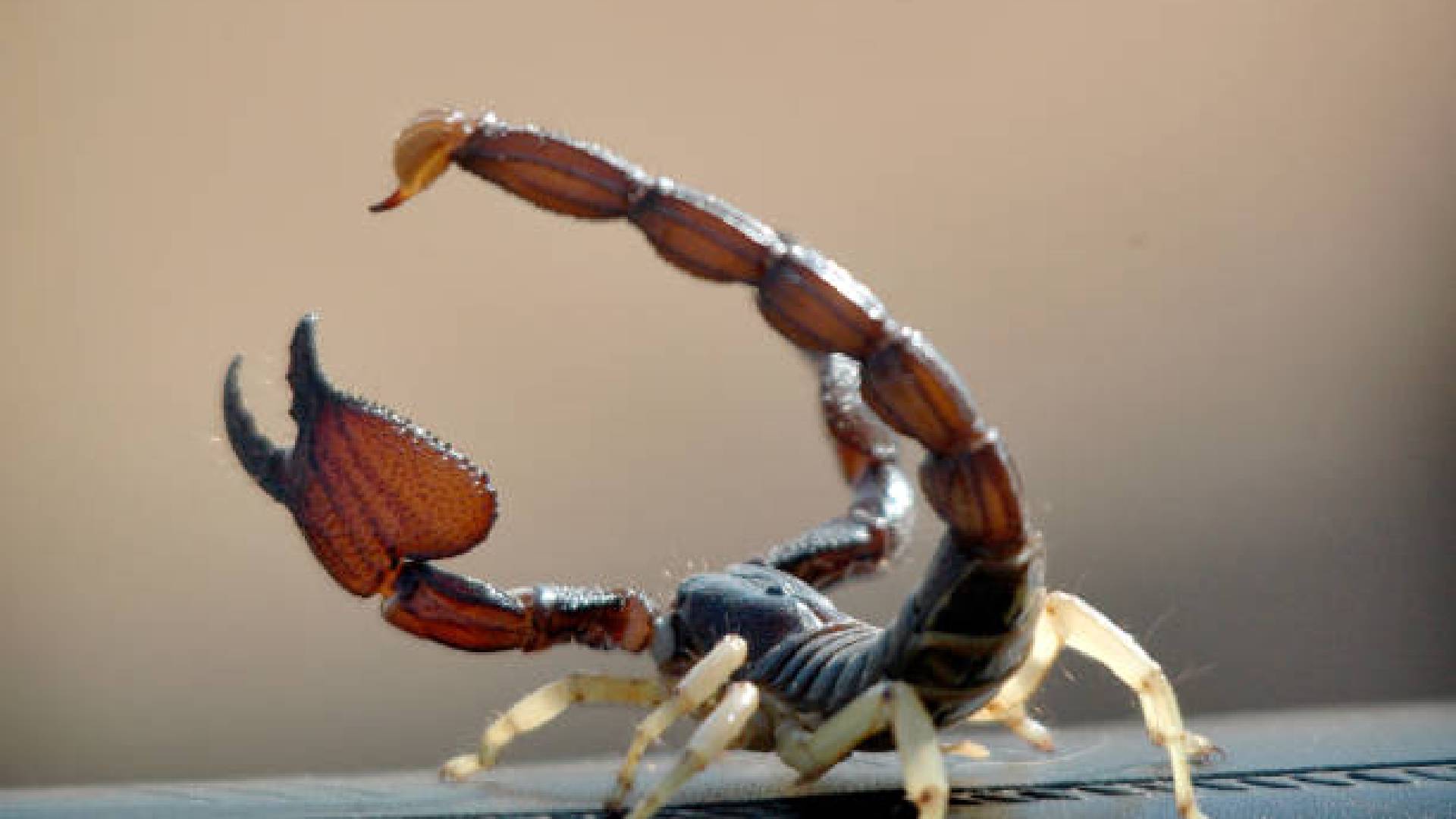 ¿Qué significa soñar con alacranes según la psicología?