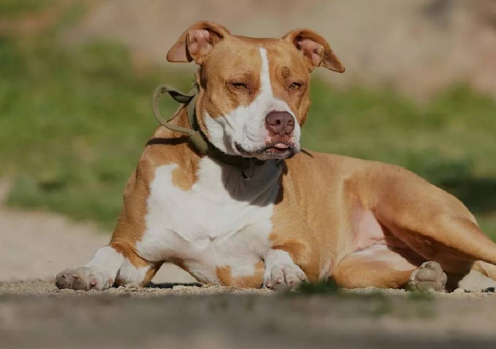 Enfrentará a la justicia por el ataque de su perro a una mujer