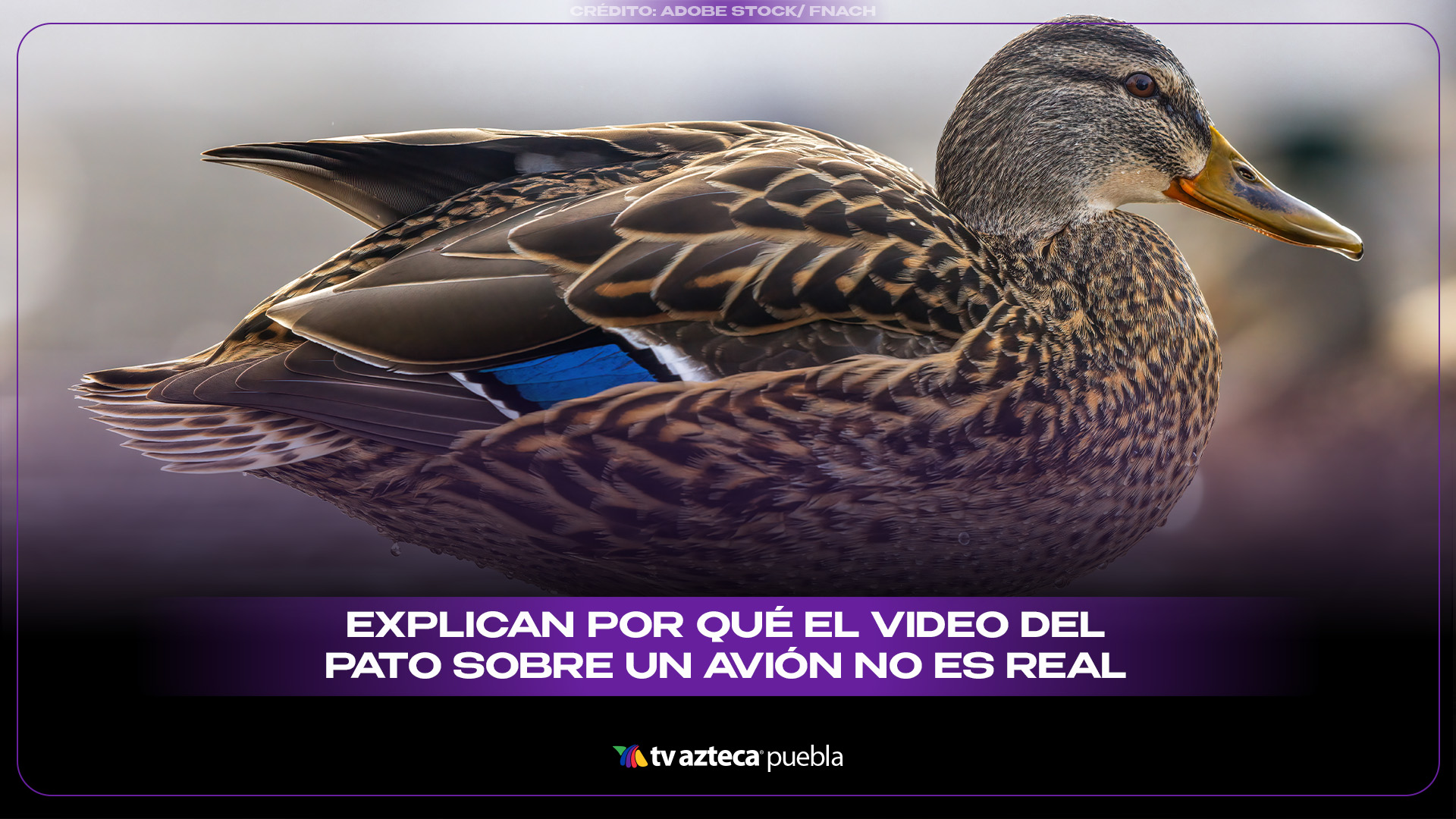 Video del pato en avión es falso explica ingeniero