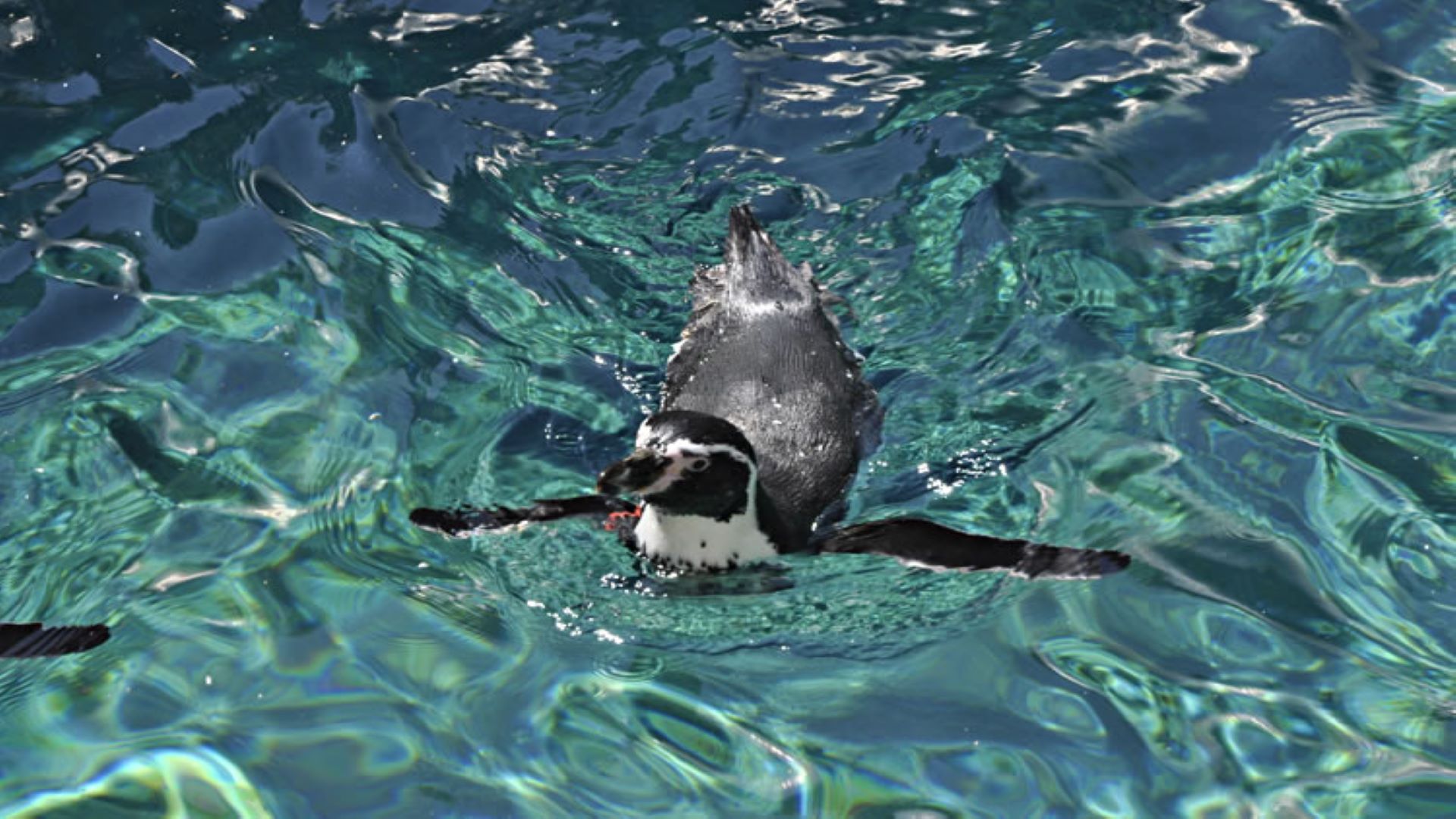 Firman Zoológicos de la CDMX y de Nagoya convenio de colaboración