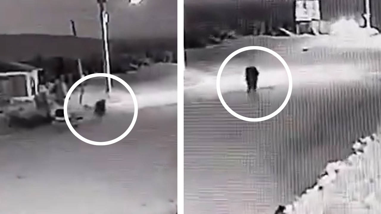 ¿Perro se convierte en humano? VIDEO capta a posible nahual