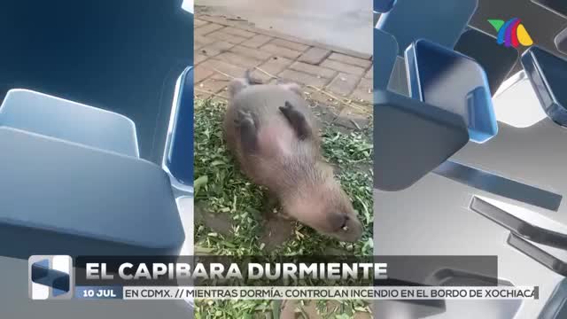 10 de julio, Día de la Apreciación del Capibara: La tierna especie que ...