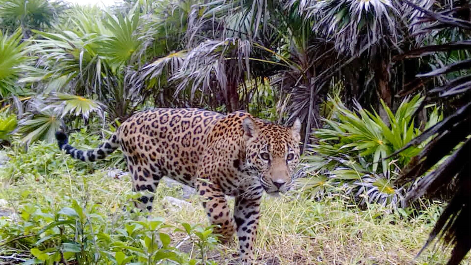 Nueva área de protección de flora y fauna Felipe Carrillo Puerto