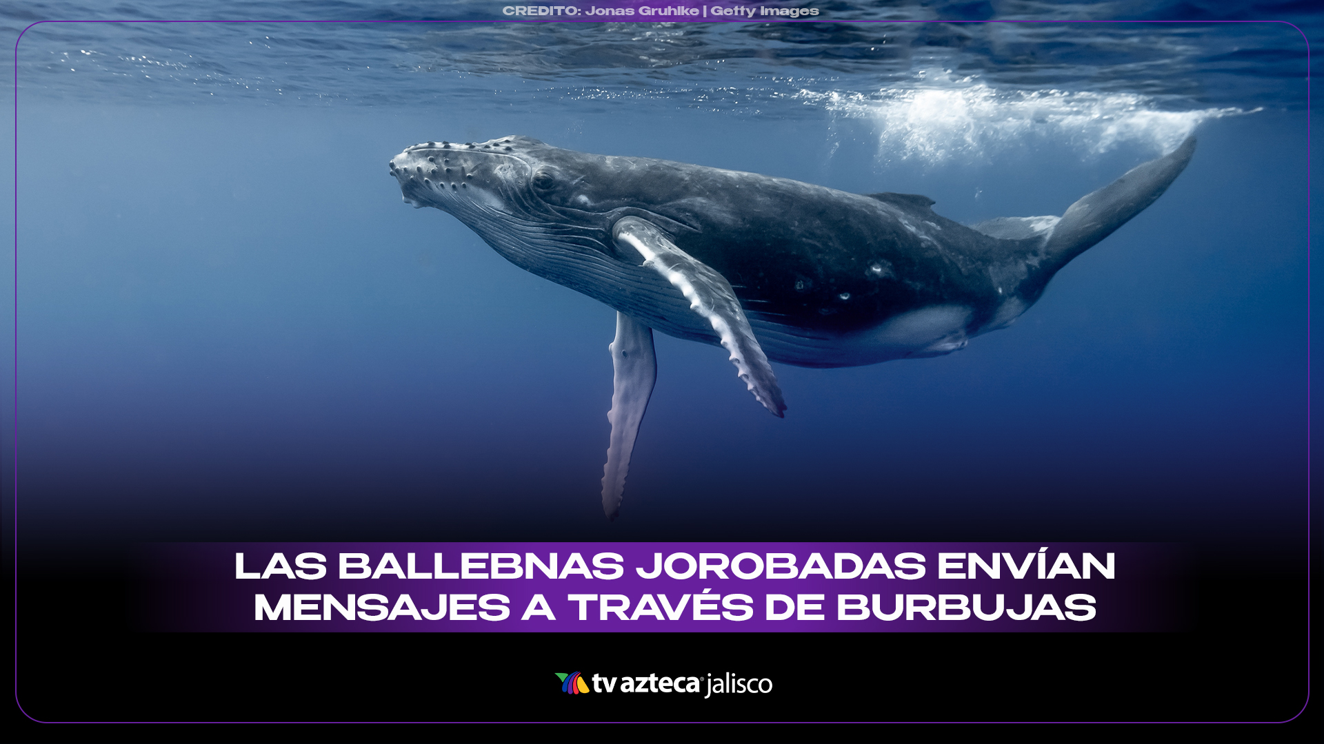 Científicos analizan mensajes de las ballenas jorobadas en el océano