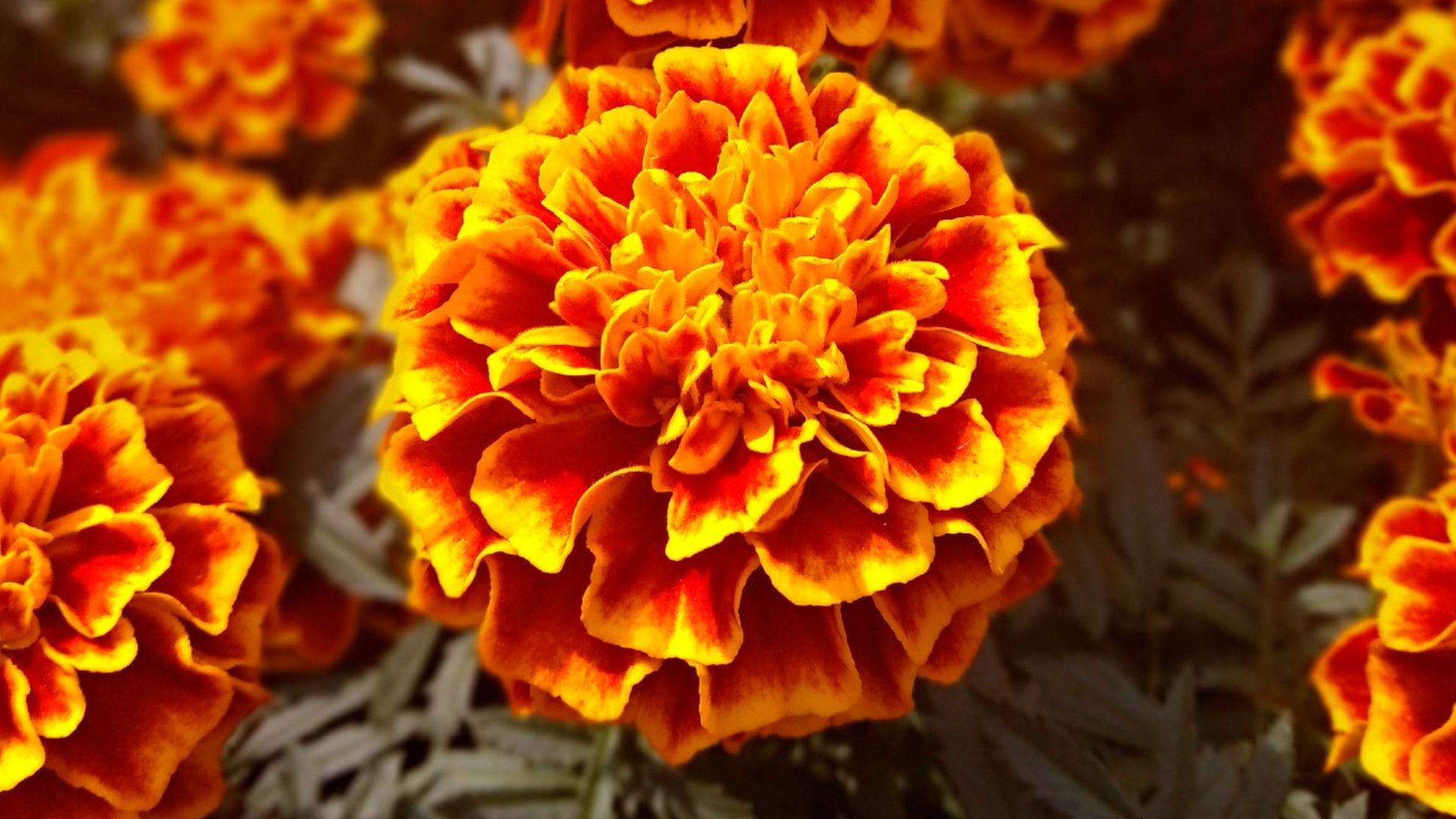 ¿Cuál es el significado de la tradicional flor de cempasúchil?