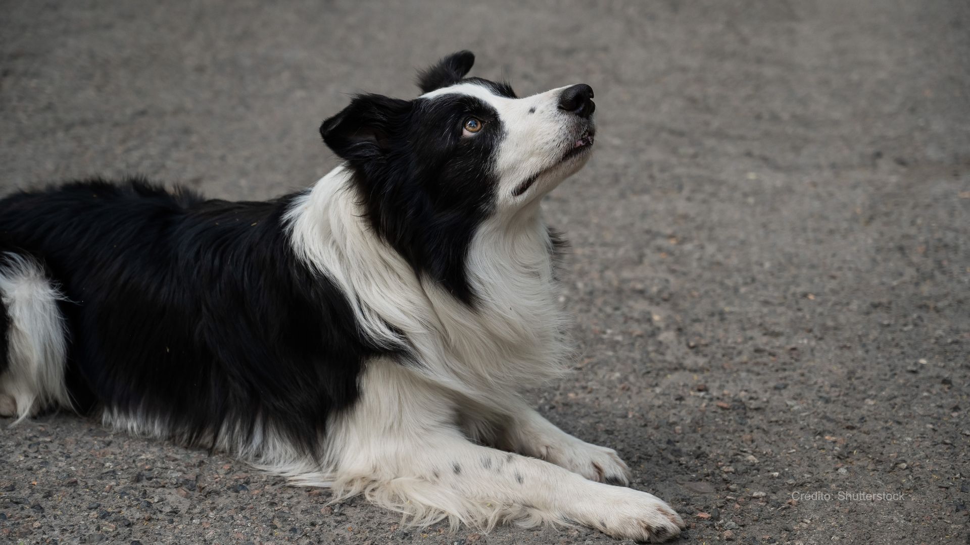 Messi, el perro actor de 'Anatomía de una Caída' en los Premios Oscar 2024