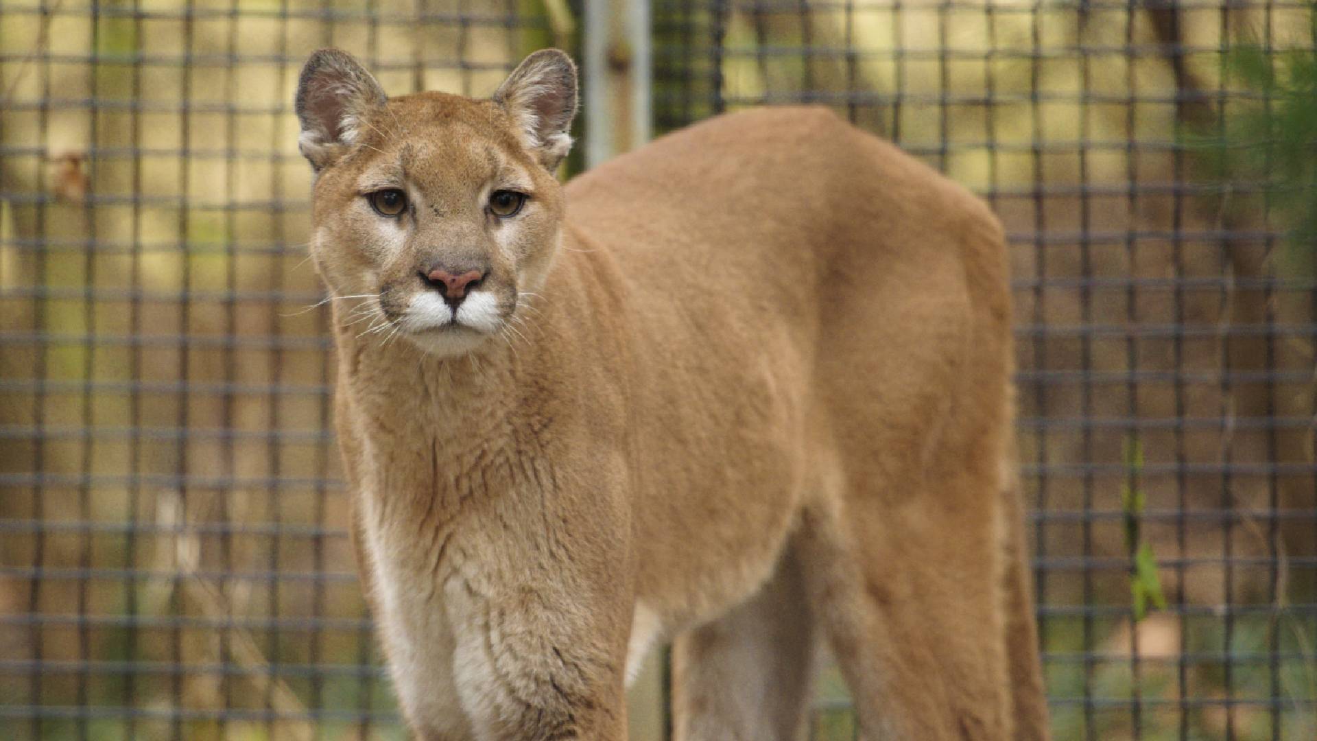 Puma se escapa de zoológico de León: ¿Qué pasó pasó hoy 20 de agosto y ...
