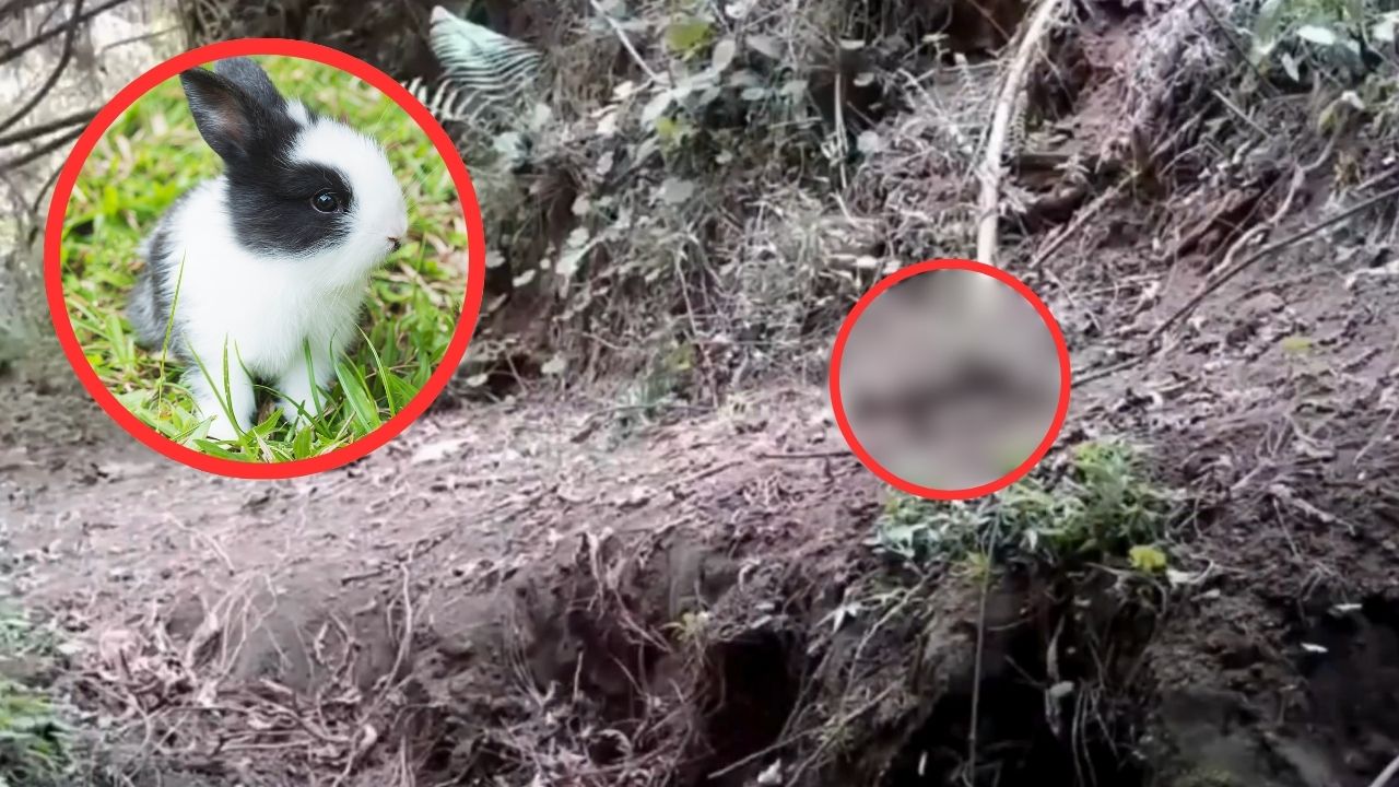 Redescubren el Conejo Mexicano después de 120 años en Guerreo, México
