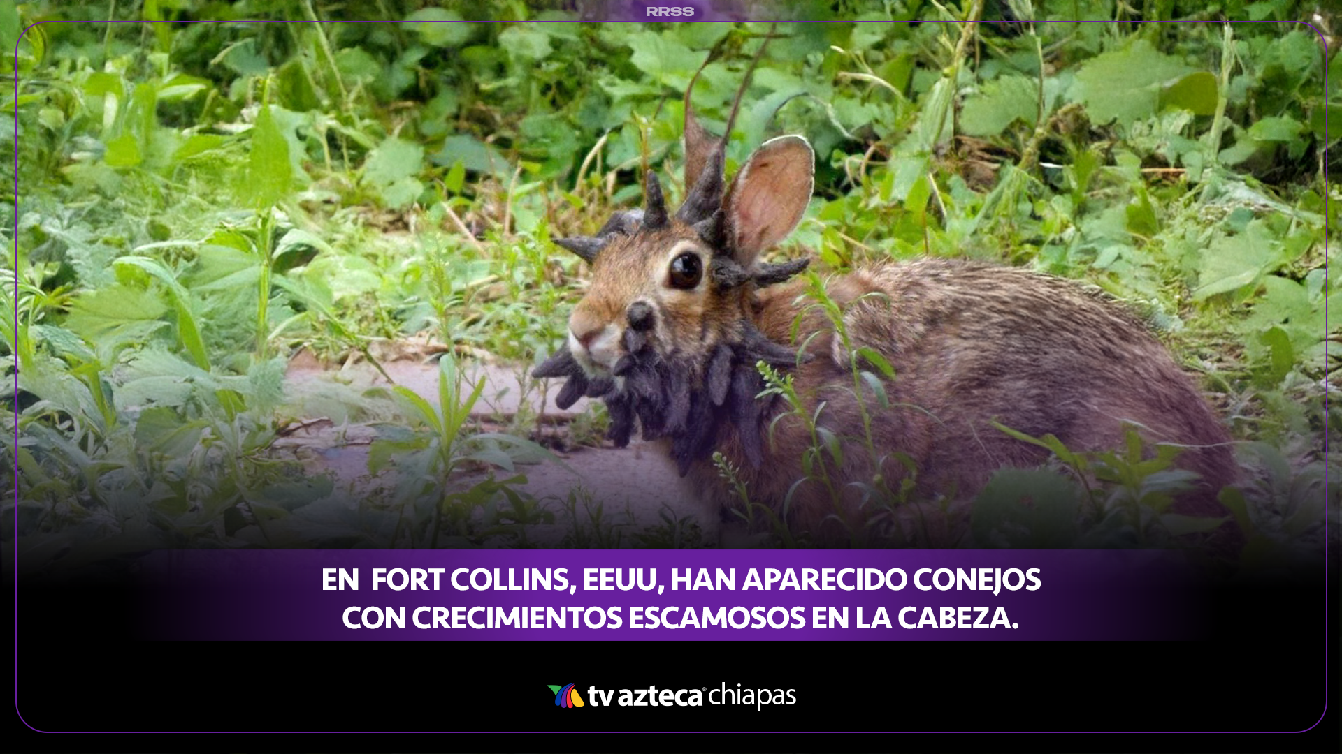 Virus del papiloma de cola de algodón causa tumores en conejos salvajes ...