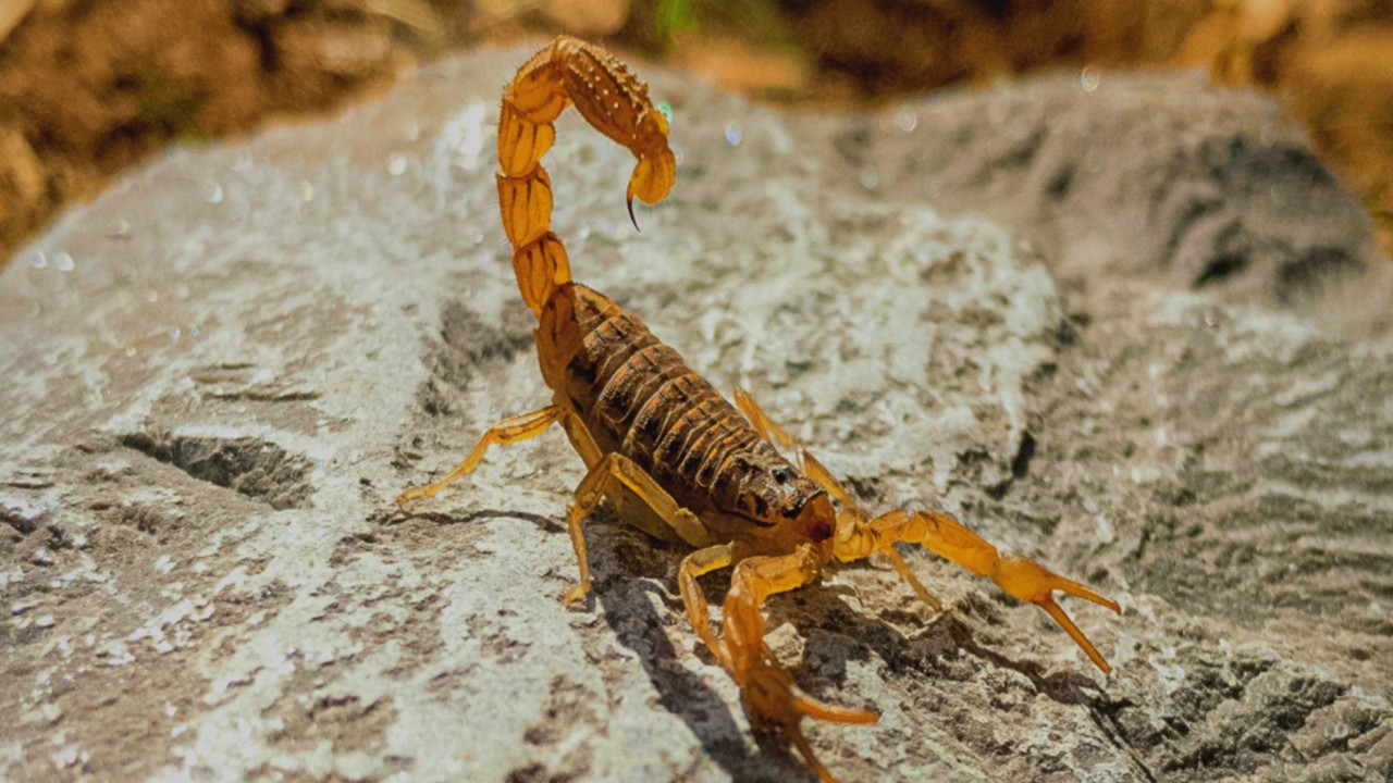 ¿Cuáles son los alacranes más venenosos de México? Todo lo que debes saber