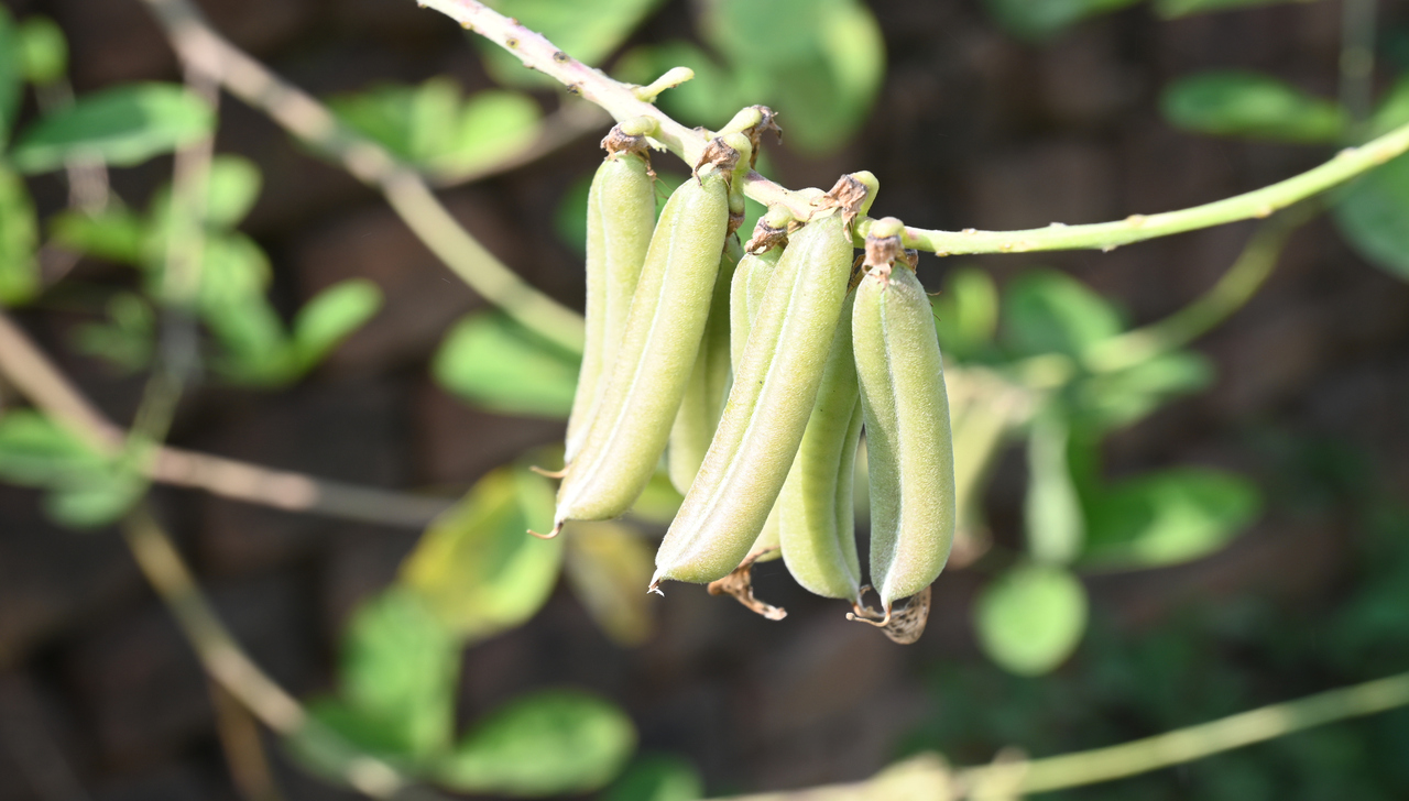 ¿Qué es el chipilín y qué otros usos se le da para la salud?
