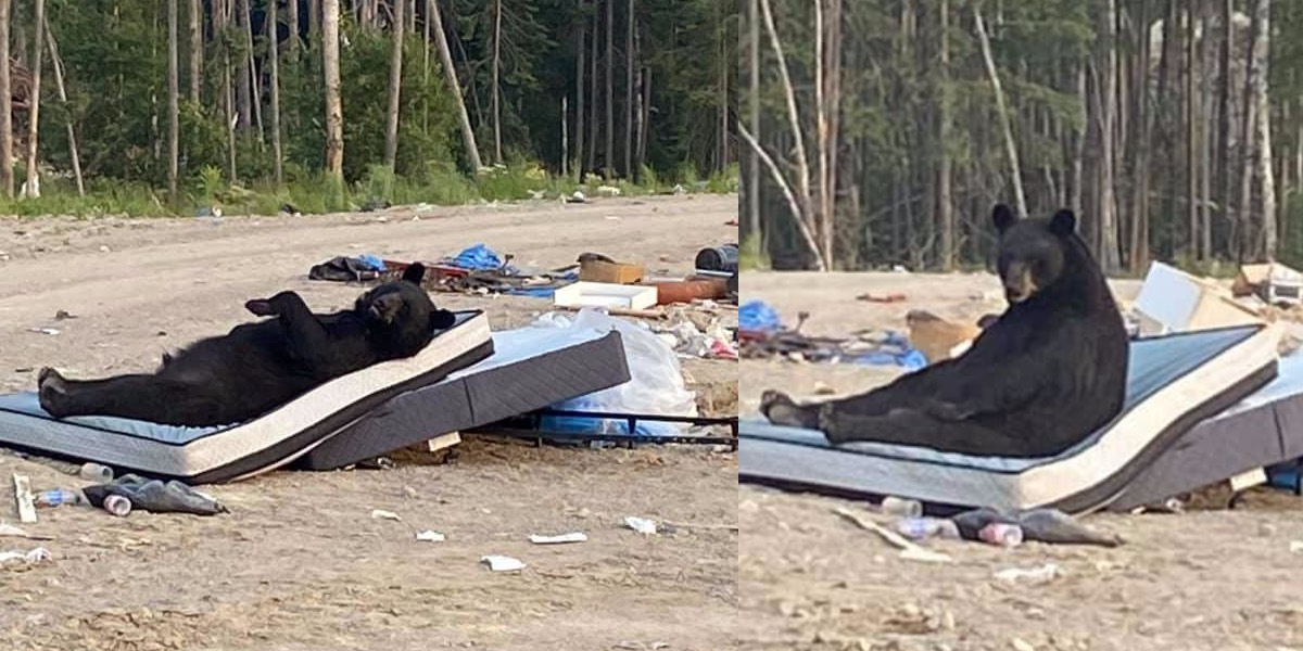 FOTO: Captan a un oso descansando en un colchón