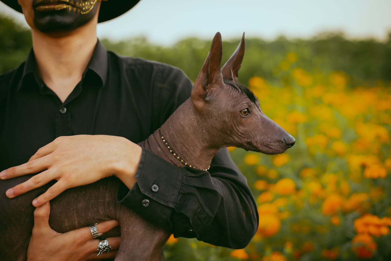 ¿Qué tiene que ver el Xoloitzcuintle con el día de muertos?