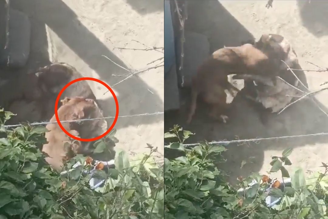 VIDEO: Hombre mata a perros callejeros con ayuda de un pitbull en el ...